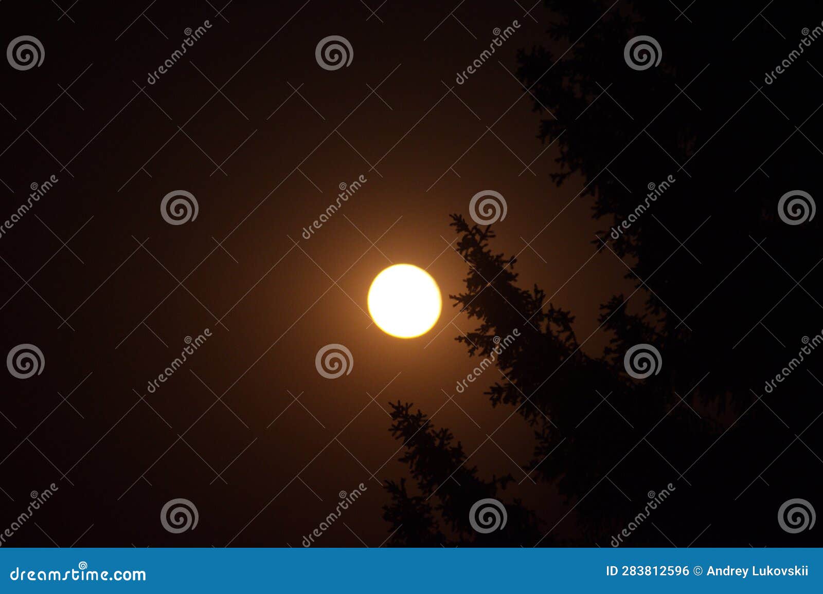 Full Yellow Moon in the Night Sky with Branches of Forest Trees Stock ...