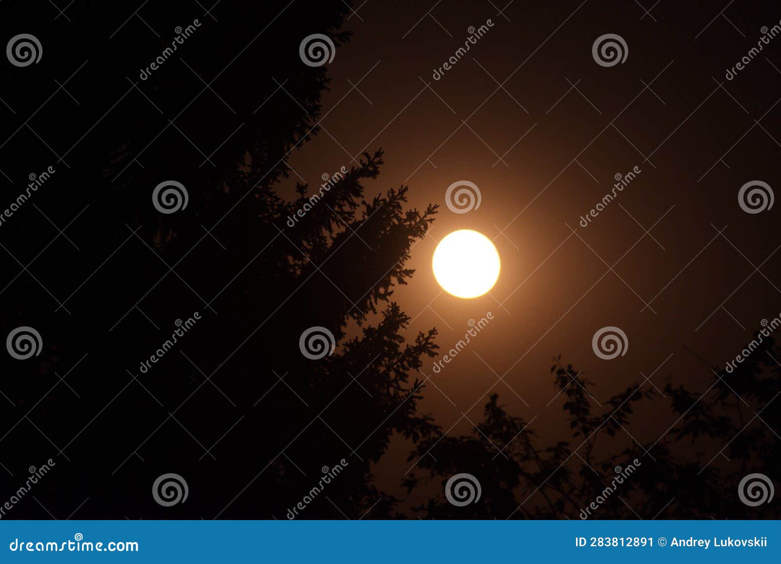 Full Yellow Moon in the Night Sky with Branches of Forest Trees Stock ...