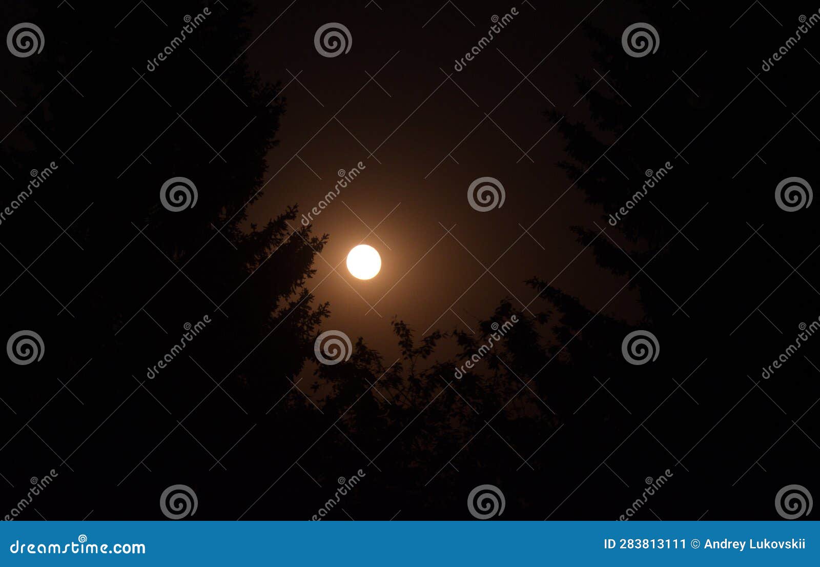 Full Yellow Moon in the Night Sky with Branches of Forest Trees Stock ...