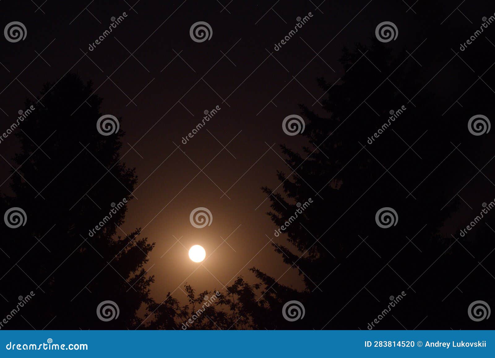 Full Yellow Moon in the Night Sky with Branches of Forest Trees Stock ...