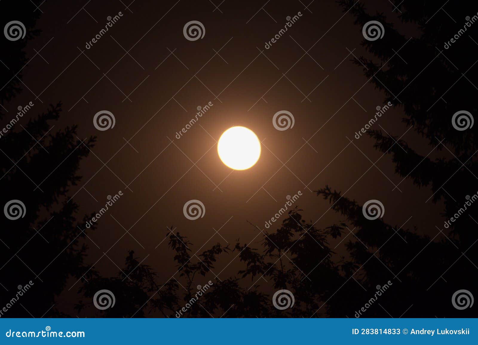 Full Yellow Moon in the Night Sky with Branches of Forest Trees Stock ...