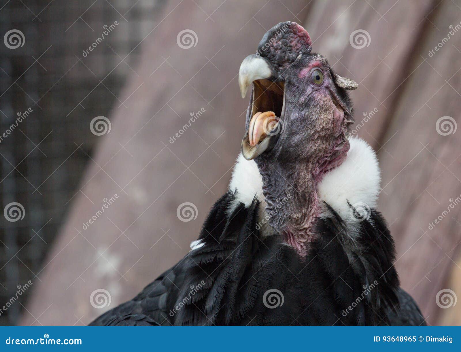 Fullface of Screaming Andean Condor Stock Image - Image of predator ...