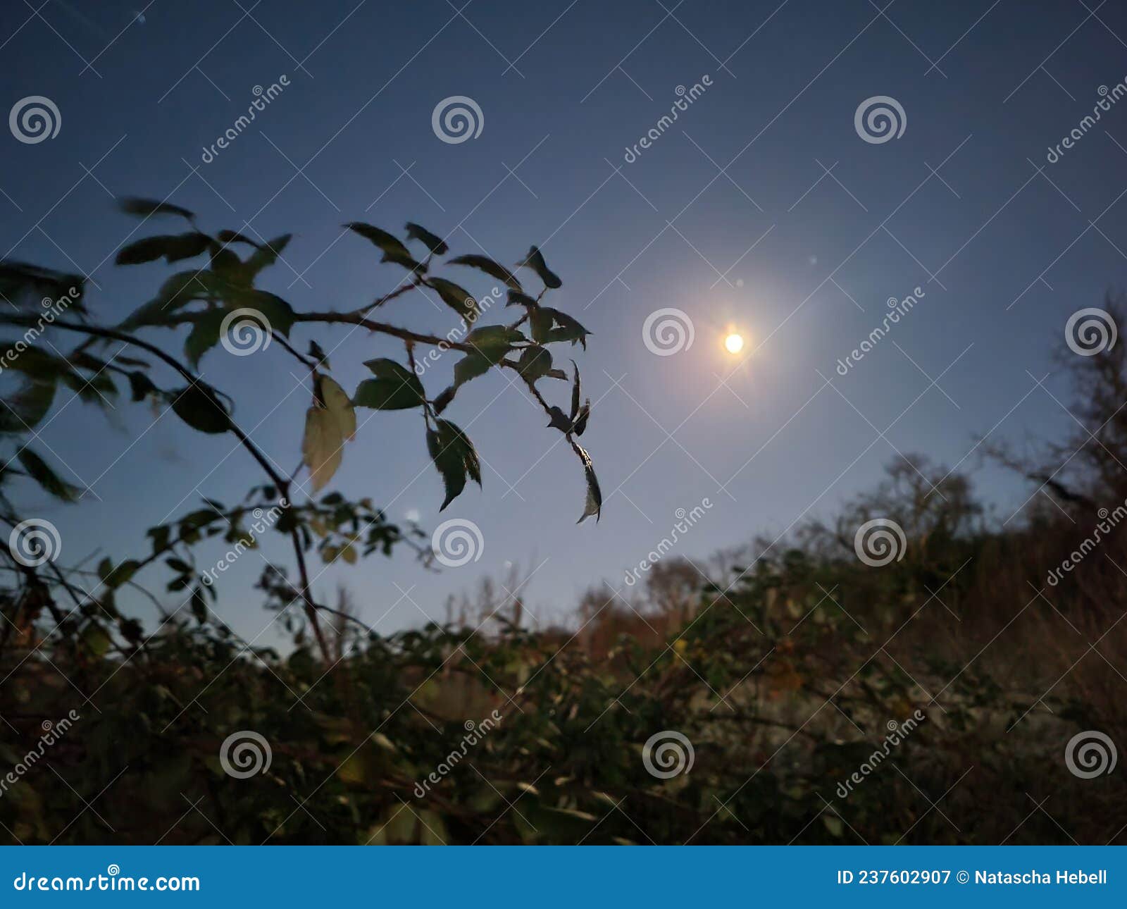 Full moon sunshine stock image. Image of flower, evening - 237602907