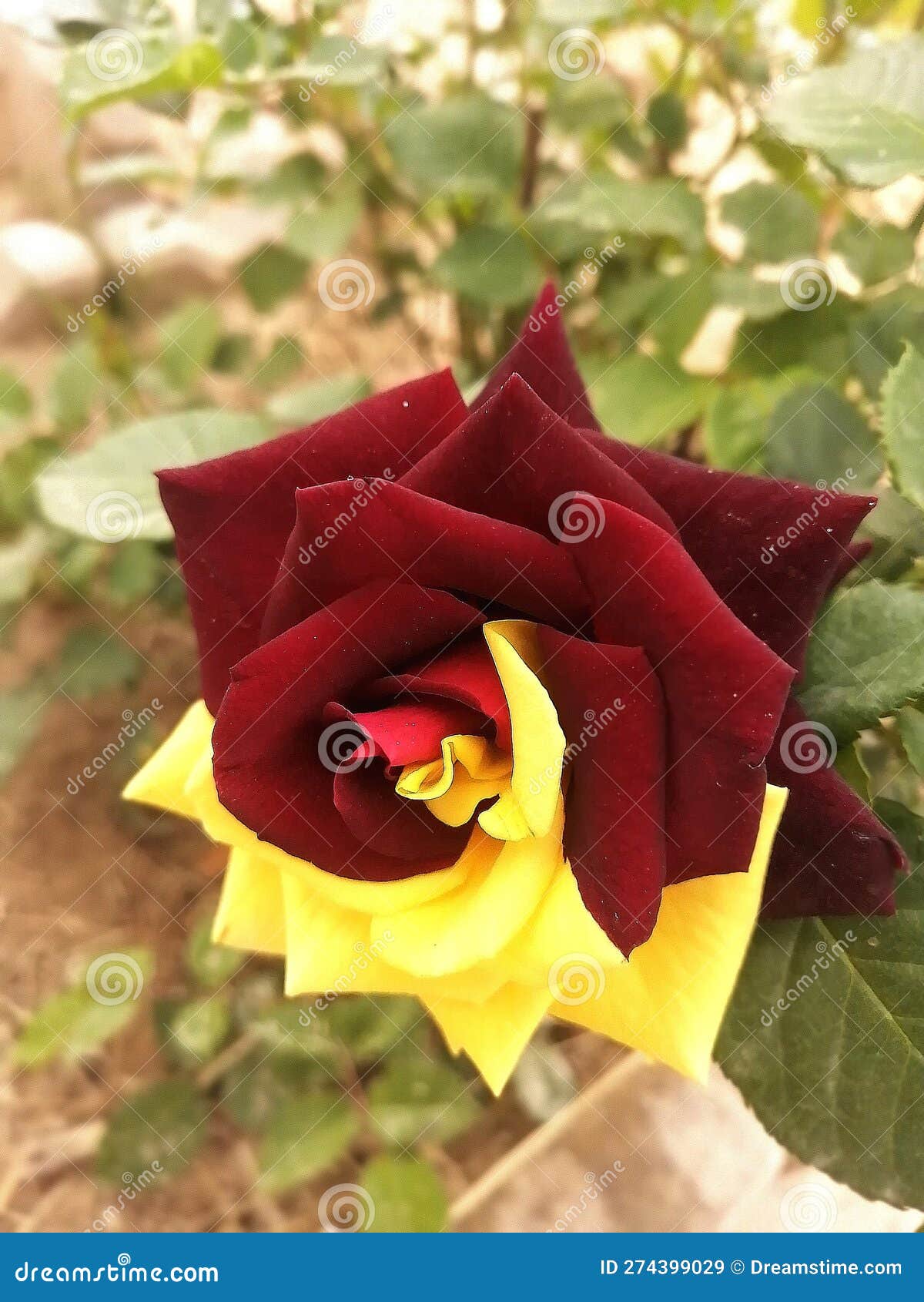 Fully Bloom Double Shedded Rose Stock Image - Image of bloom, double ...