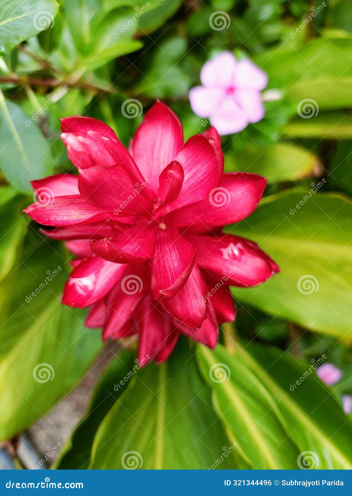 A Fully Bloomed Bright Red Ginger Flower in a Garden Stock Photo ...