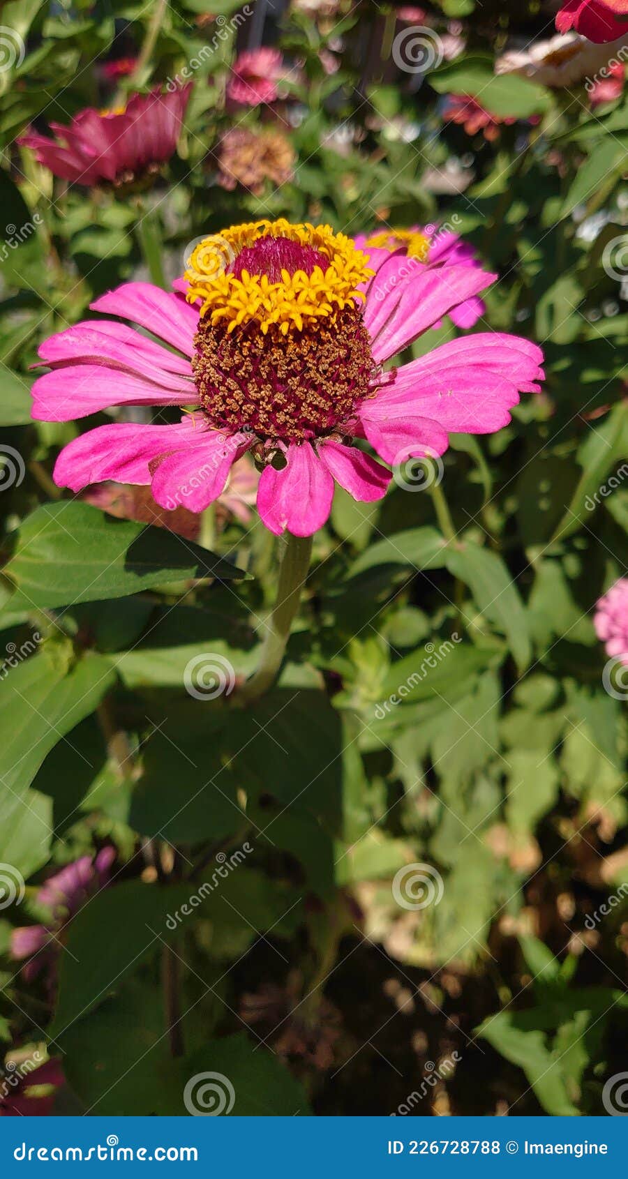 Fully-bloomed Cherry Blossoms At Kumagaya Arakawa Ryokuchi Park In ...