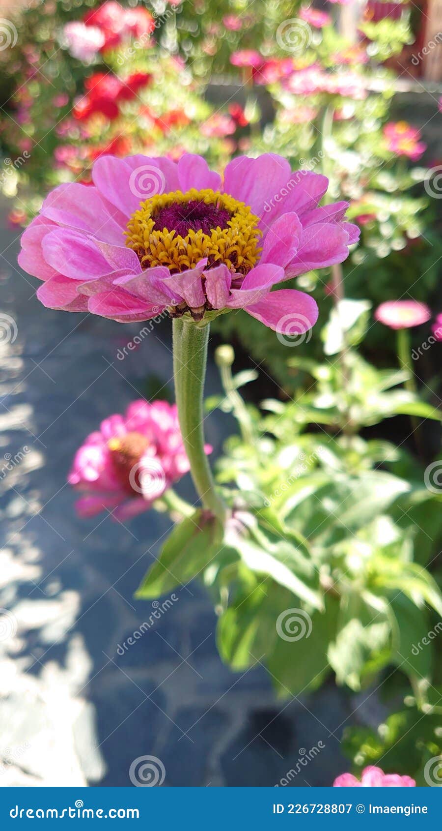 Fully bloomed daisy flower stock image. Image of nature - 226728807