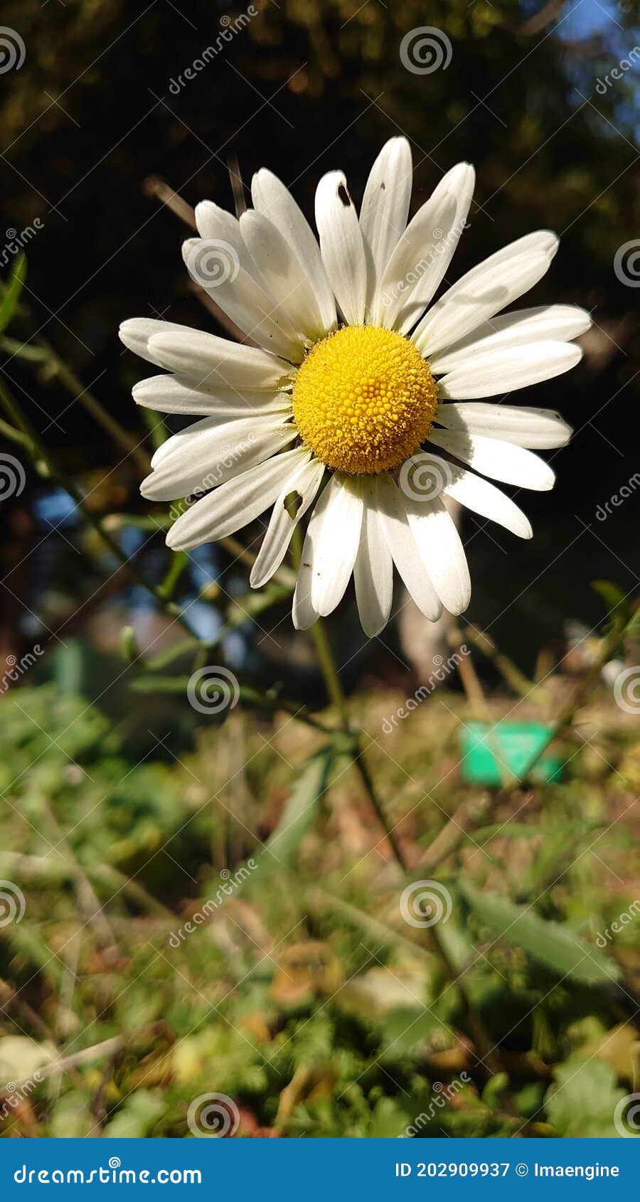 Fully Bloomed Daisy Stem Flower Stock Image - Image of petal, meadow ...