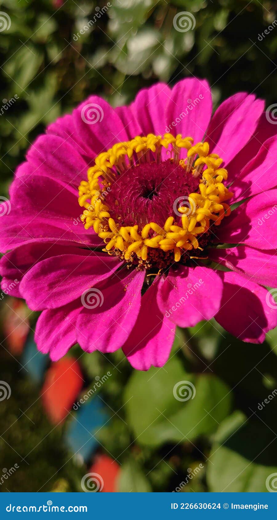 Fully Bloomed Daisy in Summertime - Stem Flowers Stock Photo - Image of ...