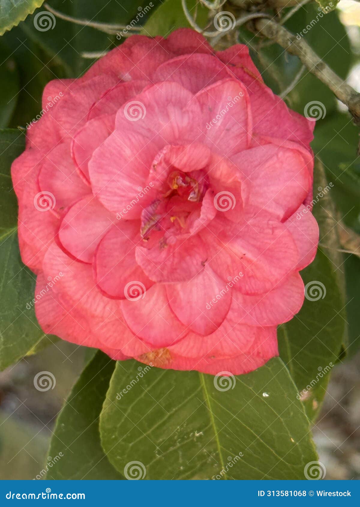 Fully Bloomed Flower in Full Display Stock Photo - Image of beautiful ...