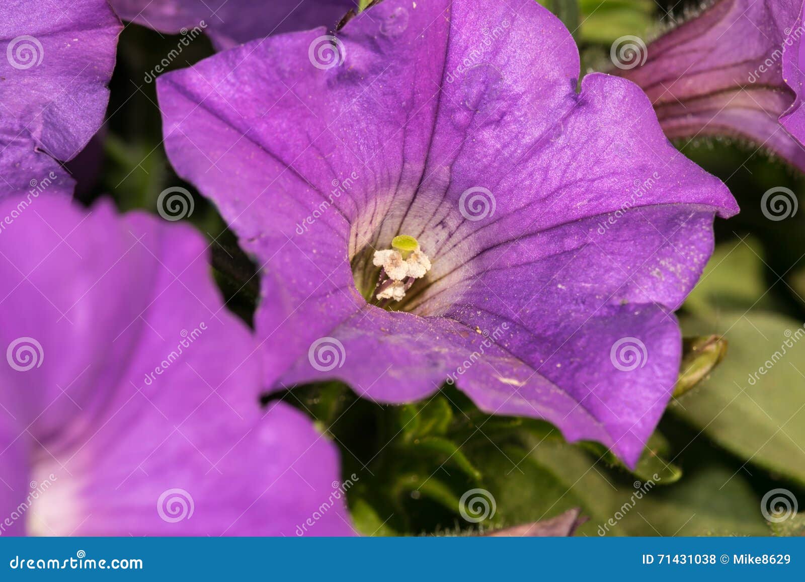 Fully Bloomed Flower stock photo. Image of nature, flower - 71431038