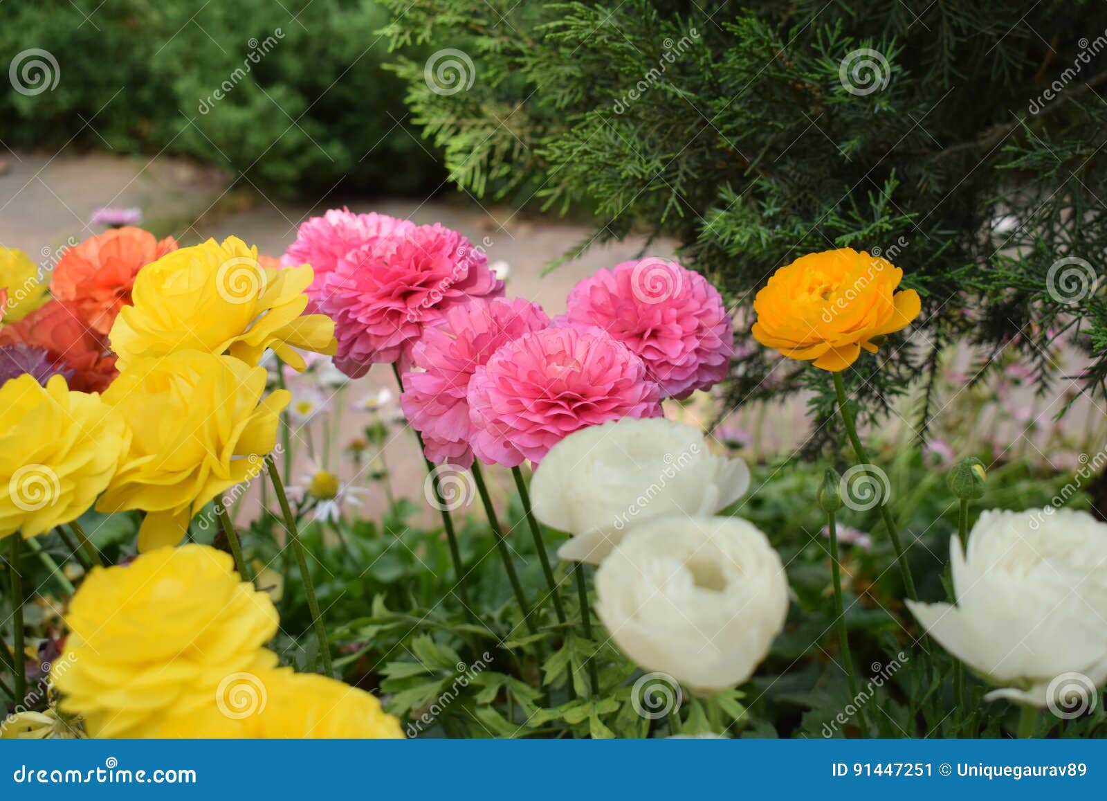Fully bloomed flowers stock image. Image of beauty, yellow - 91447251