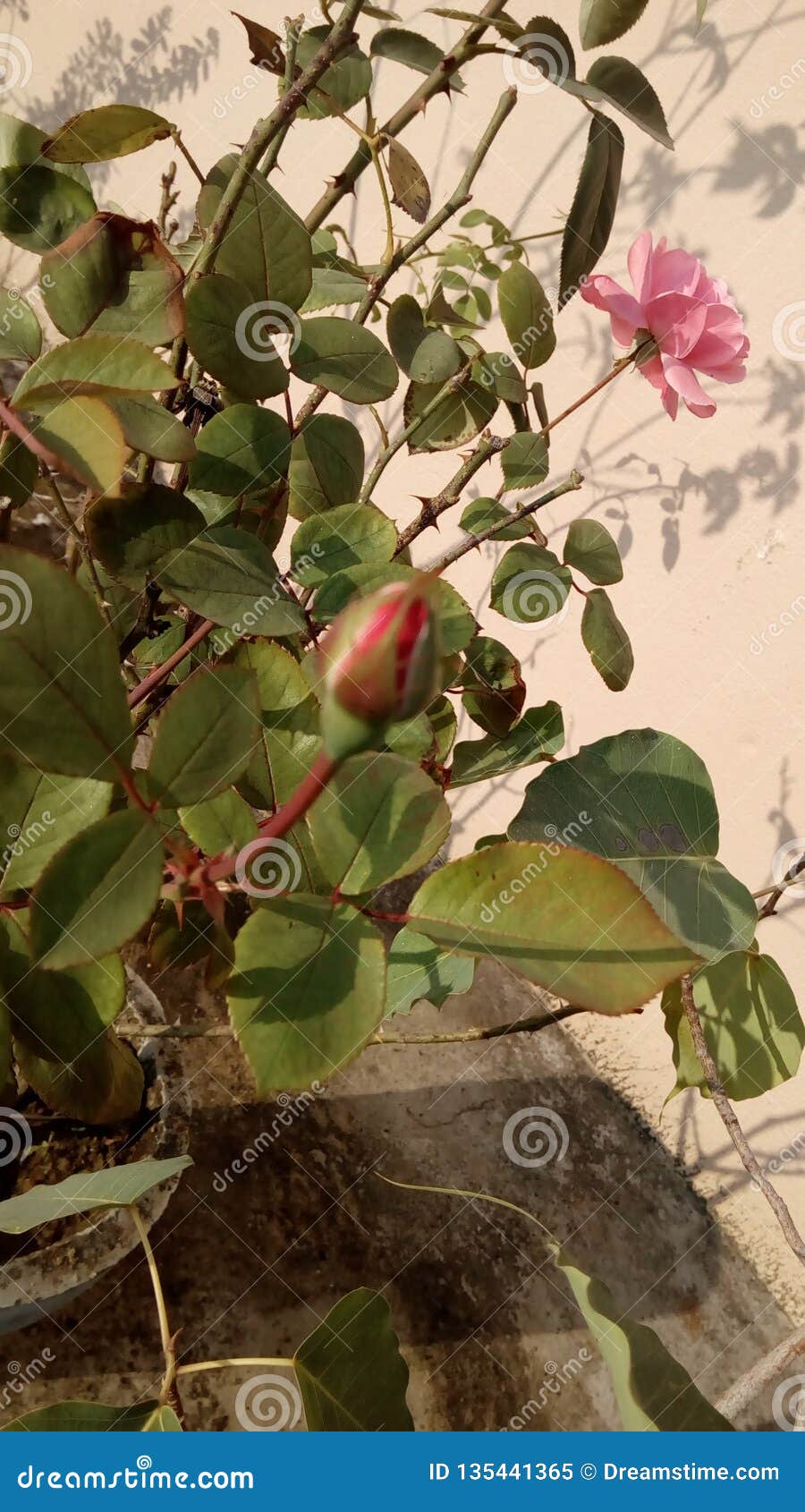 Rose stock image. Image of bloomed, fully, pink, front - 135441365