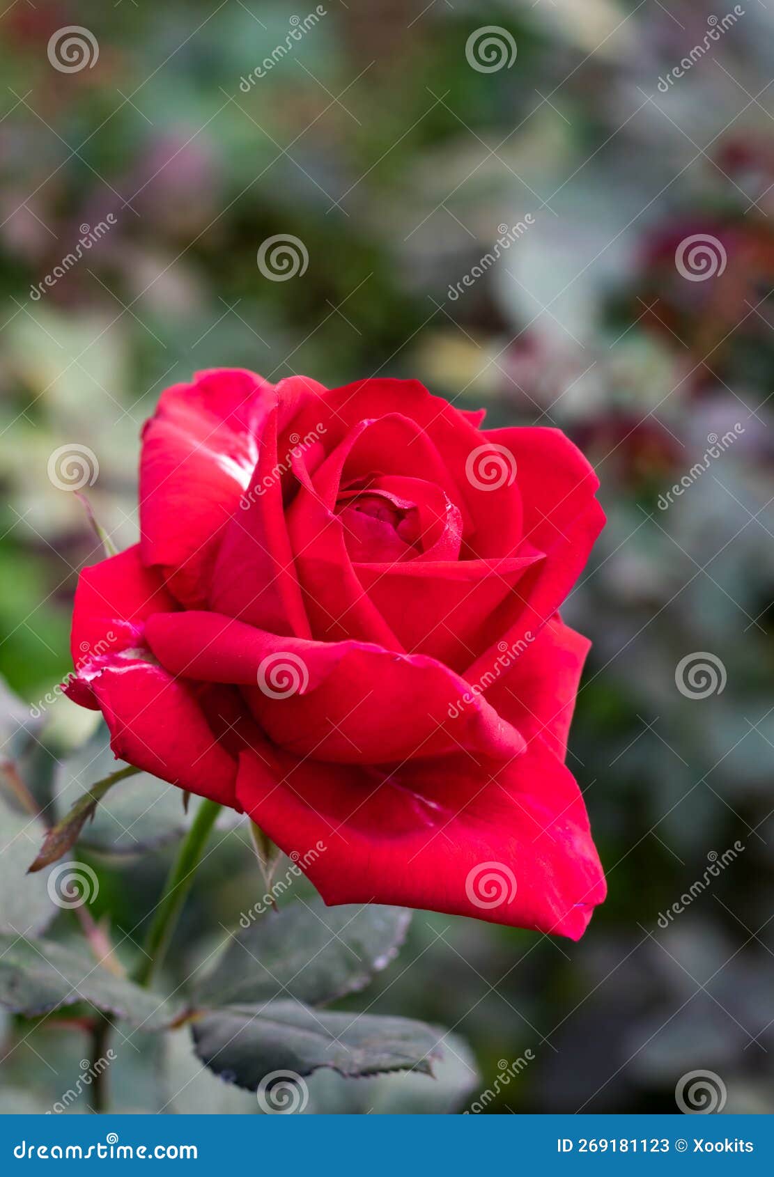 Fully Bloomed Red Rose Close Up on a Branch Inside of the Garden Stock ...