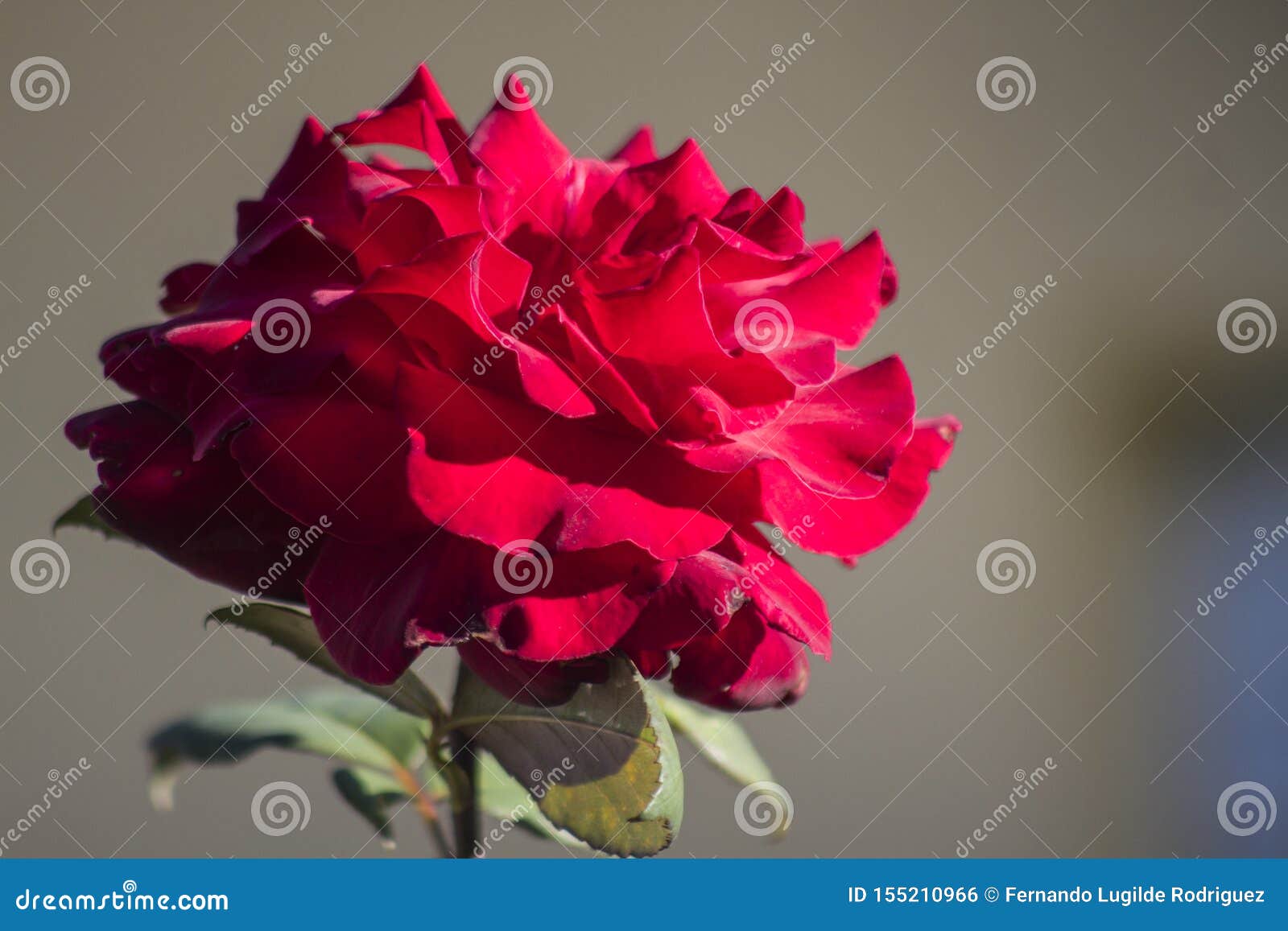 Fully bloomed red rose stock photo. Image of bloomed - 155210966