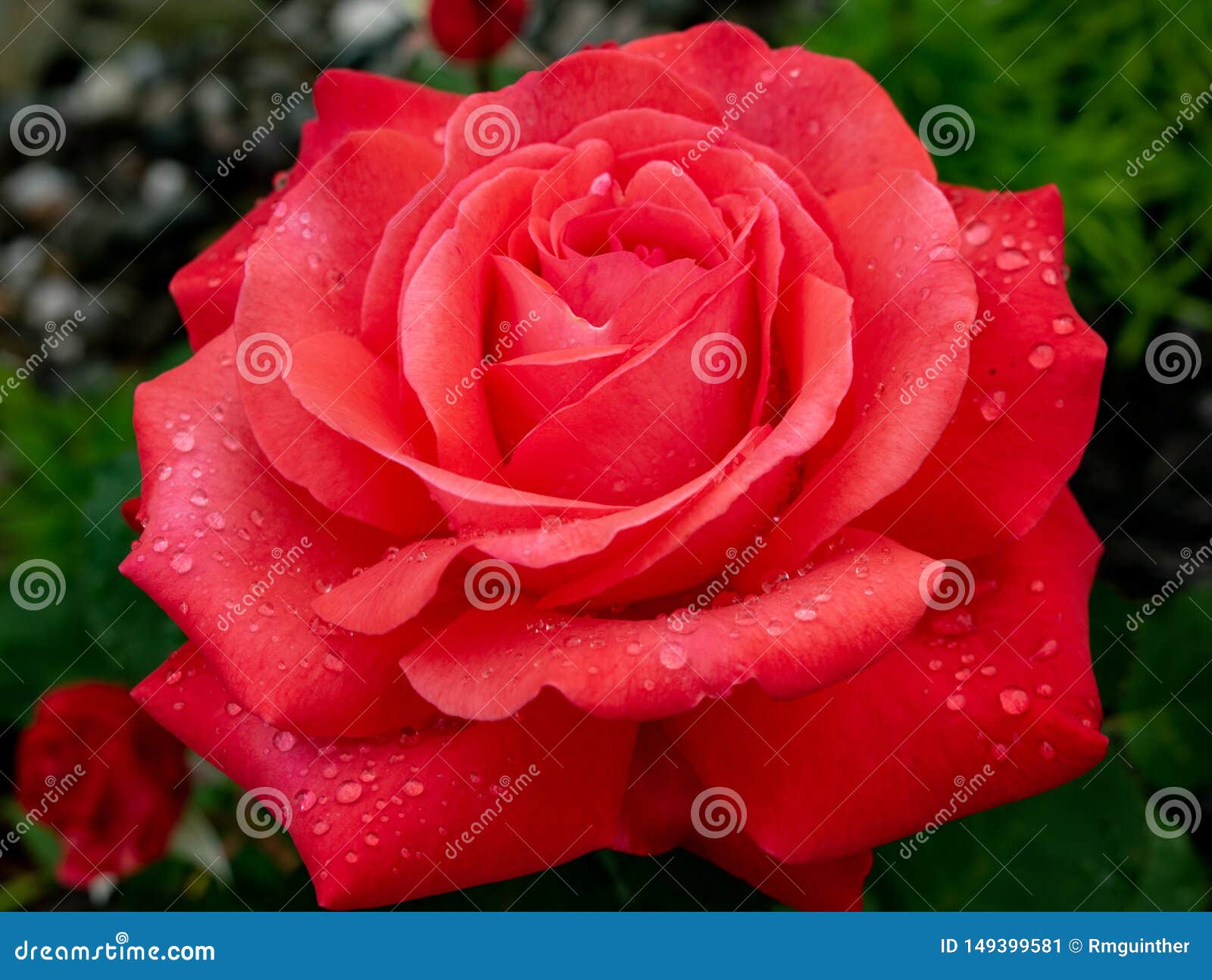 A Fully Bloomed Rose with Raindrops Stock Image - Image of rose, fully ...