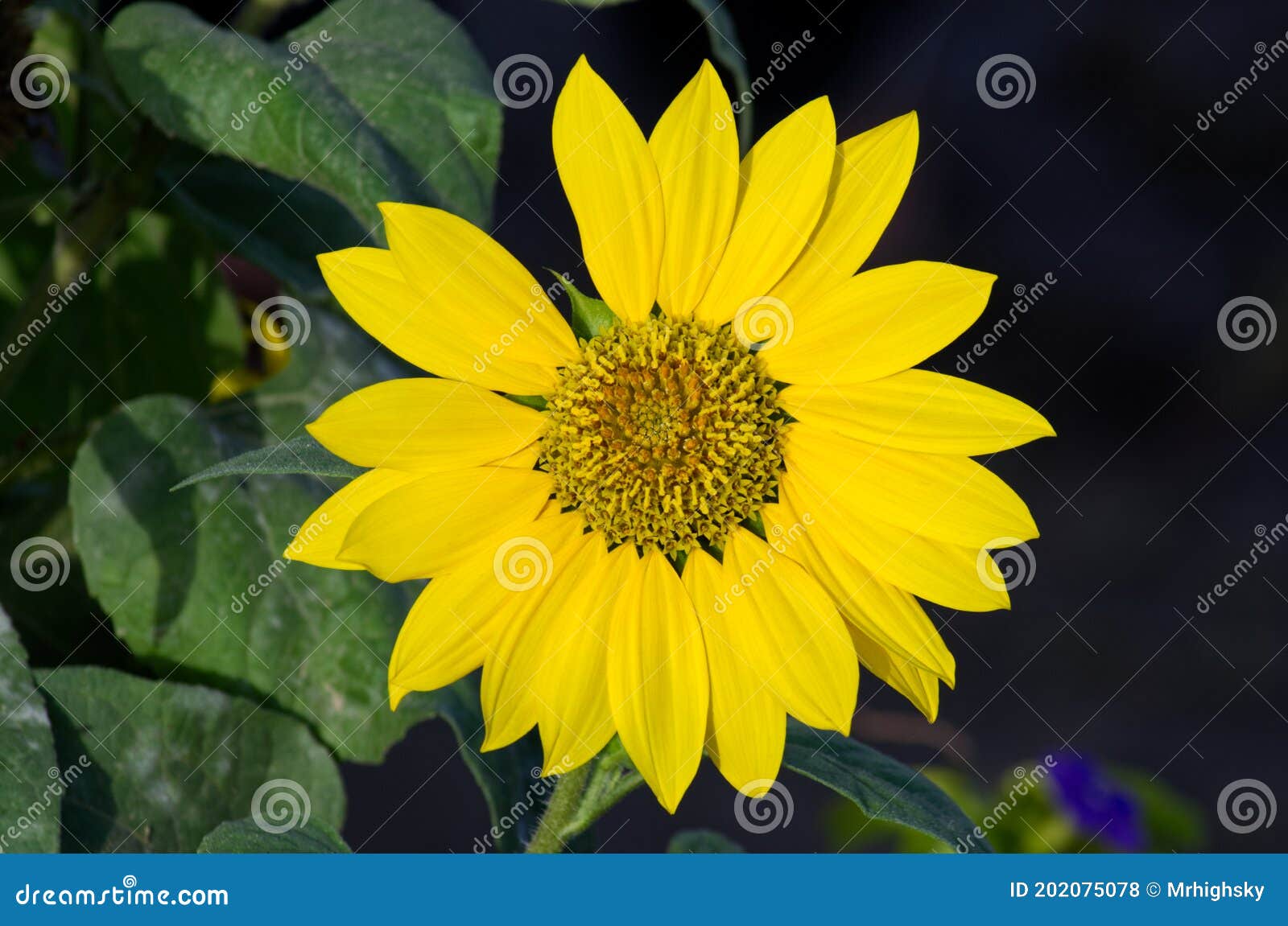 Fully Bloomed Sunflower stock photo. Image of fully - 202075078