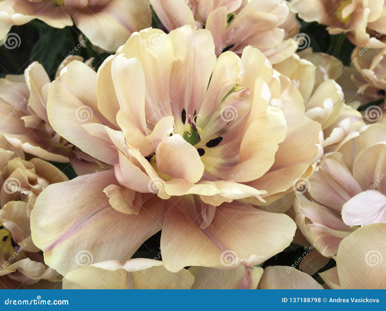 Fully bloomed tulip stock photo. Image of perenials - 137188798