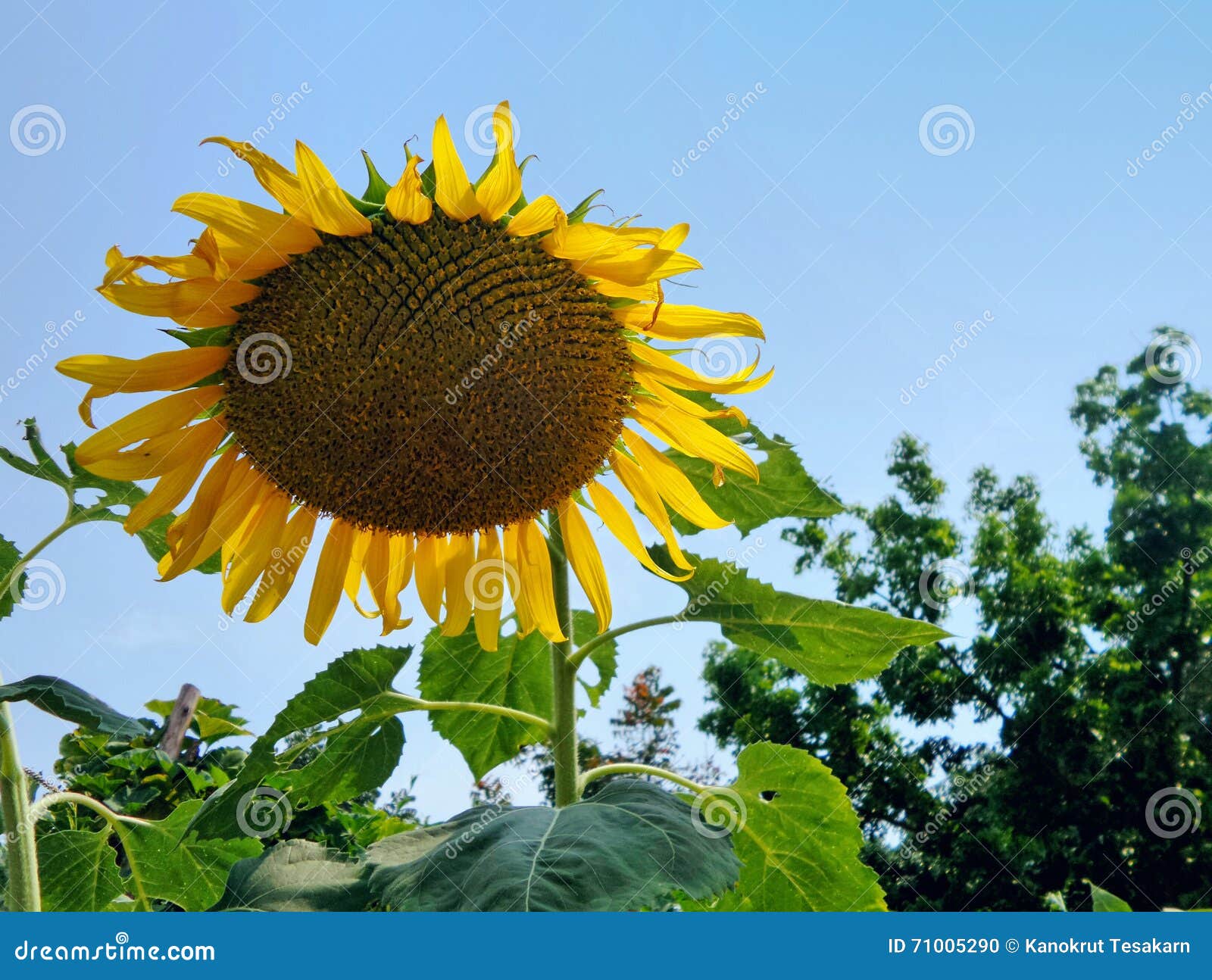 Fully Blooming Sunflower Facing Sun Light Ming Sunflower Facing Sun ...