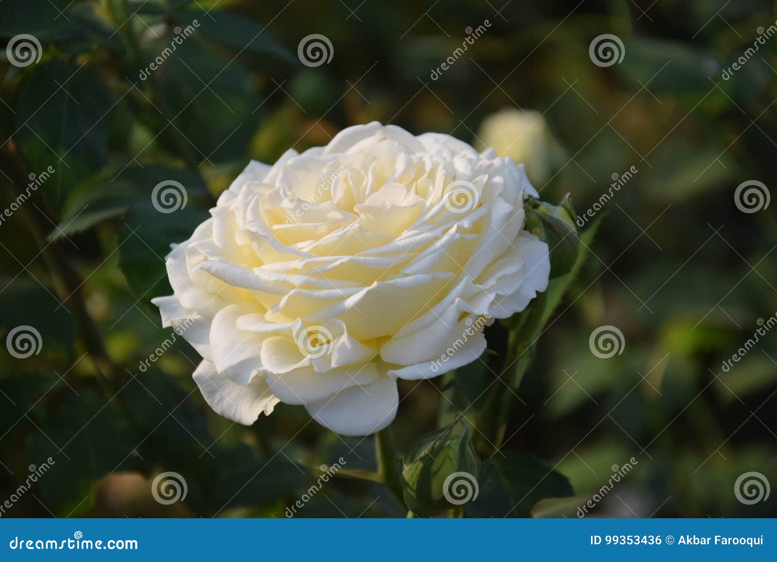 White Rose stock photo. Image of rose, forest, blossom - 99353436