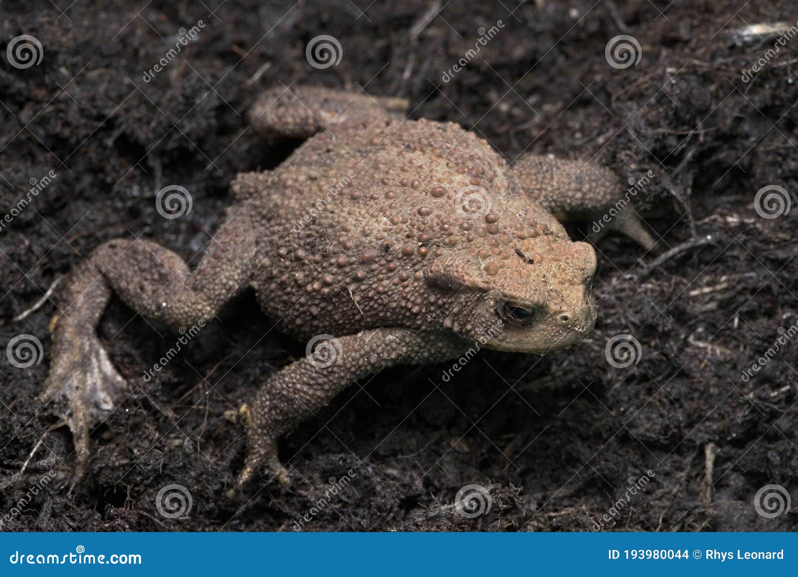 Fully Body Image of the Common or European Toad, Showing Face and Back ...
