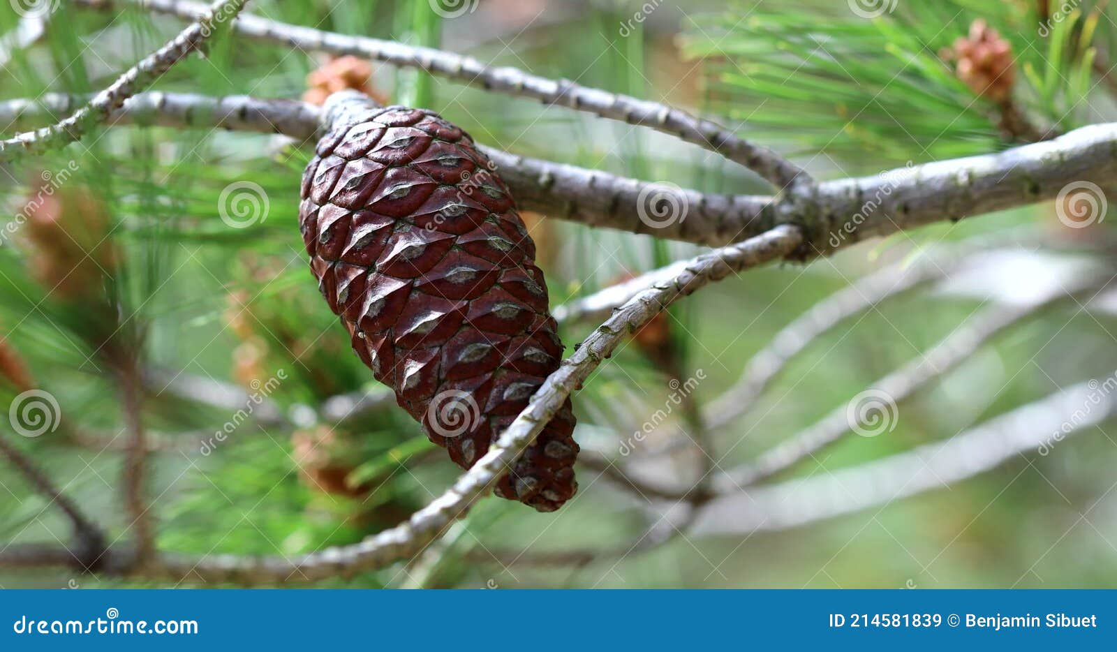 Fully Closed Pine Cone stock video. Video of pinus, macro - 214581839