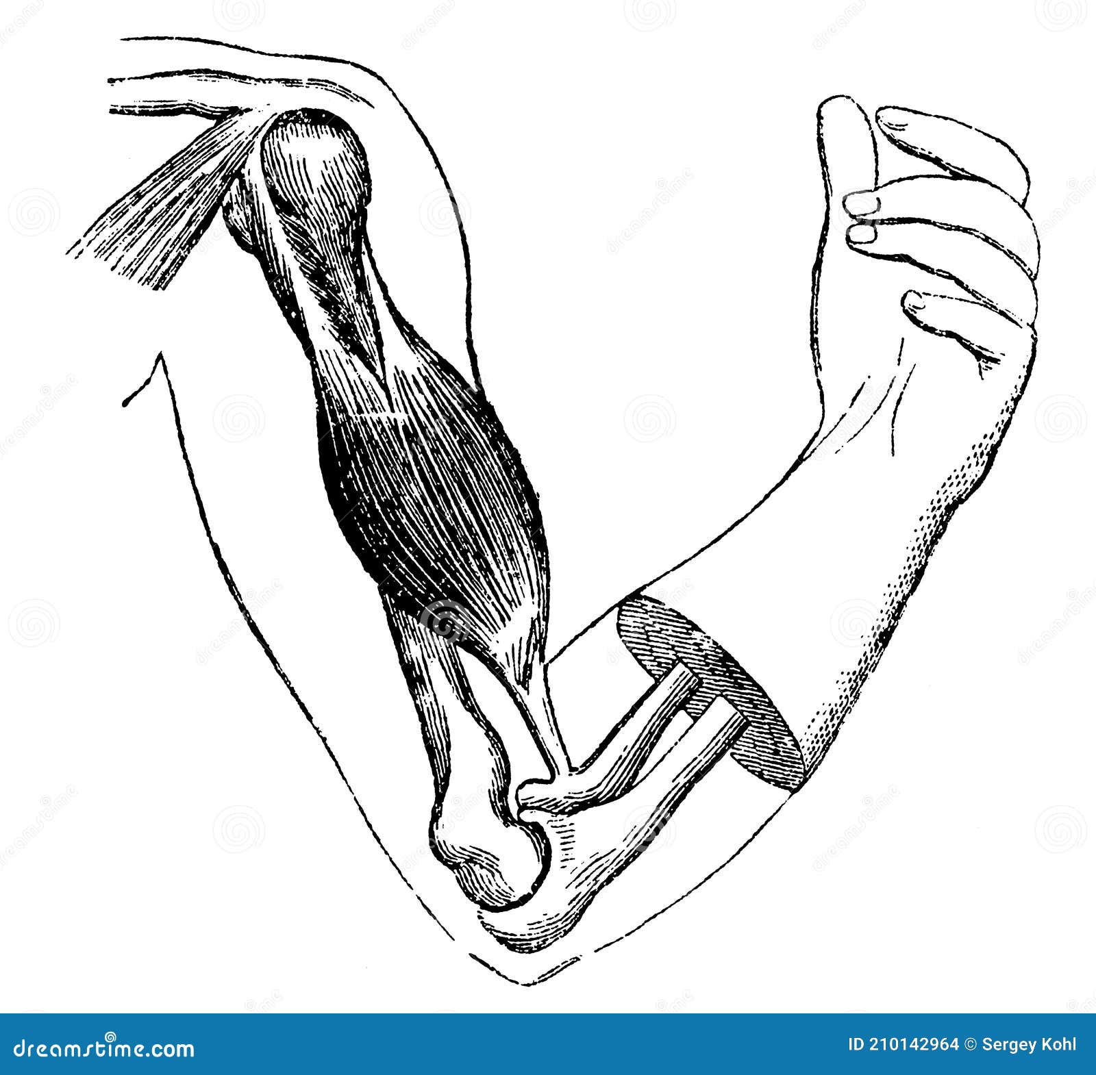 Contracted Cartoons, Illustrations & Vector Stock Images - 1993 ...