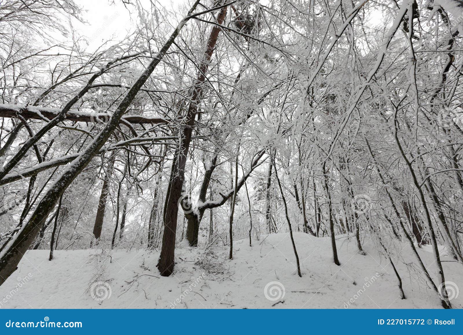 Fully Covered with Snow Deciduous Trees in Winter Stock Photo - Image ...