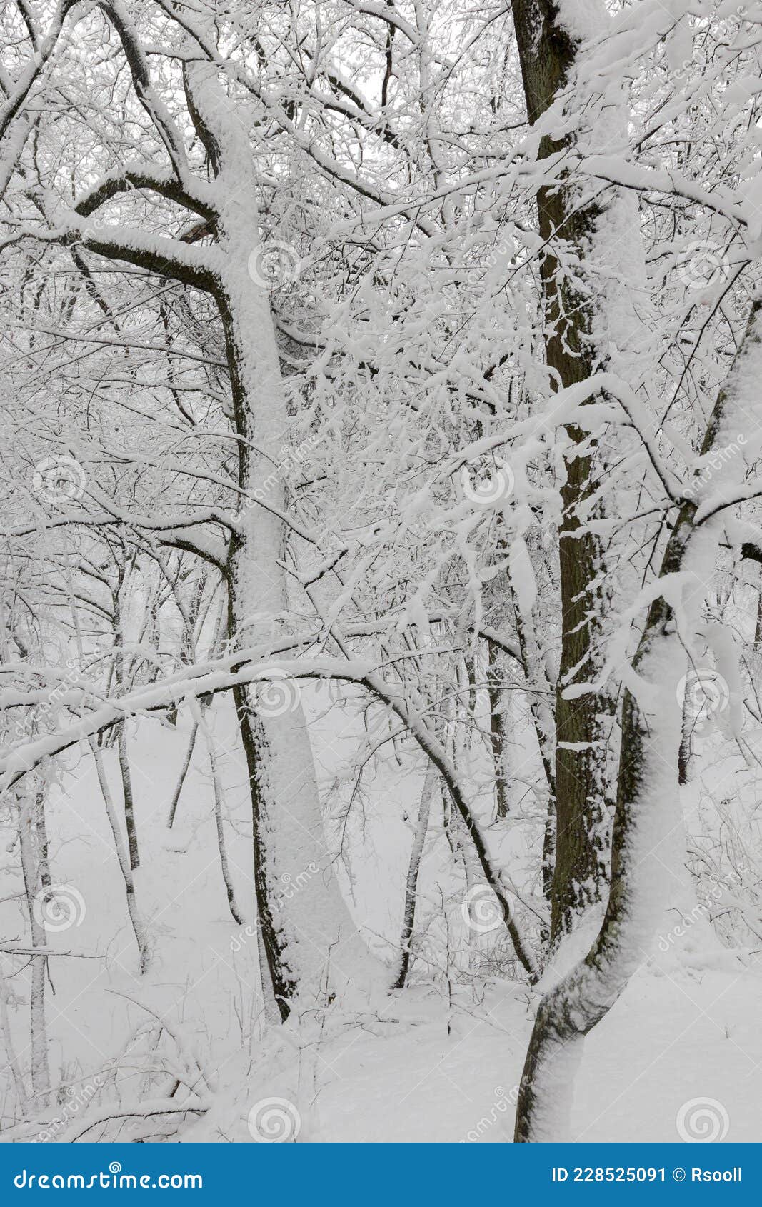 Fully Covered with Snow Deciduous Trees in Winter Stock Image - Image ...