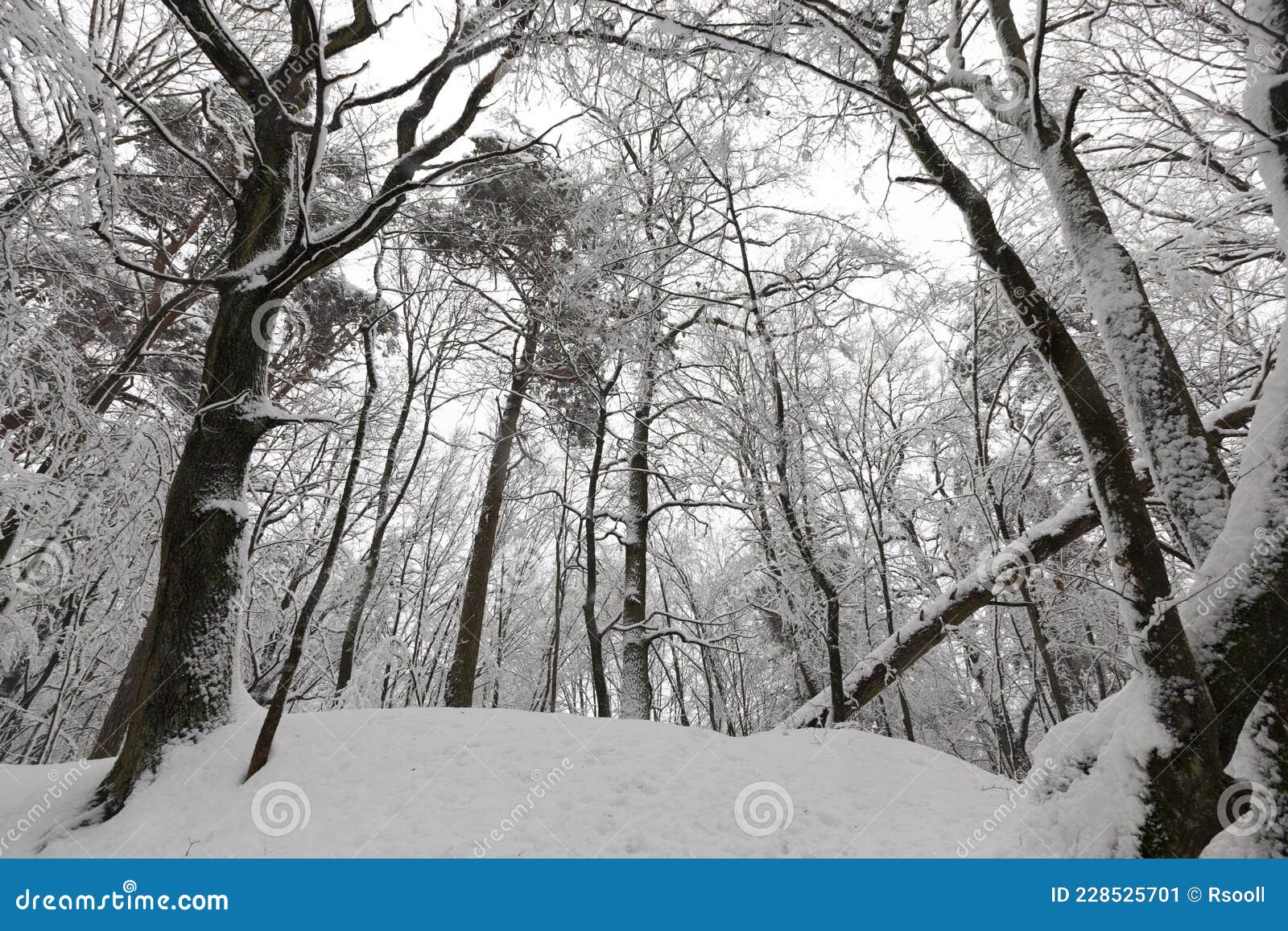 Fully Covered with Snow Deciduous Trees in Winter Stock Image - Image ...
