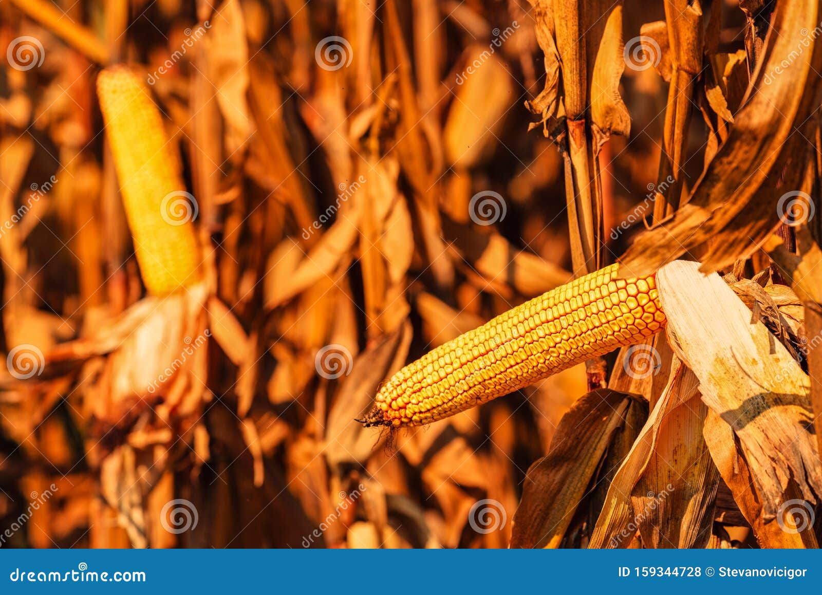 Fully Developed Ear of Corn on the Cob Stock Photo - Image of ...