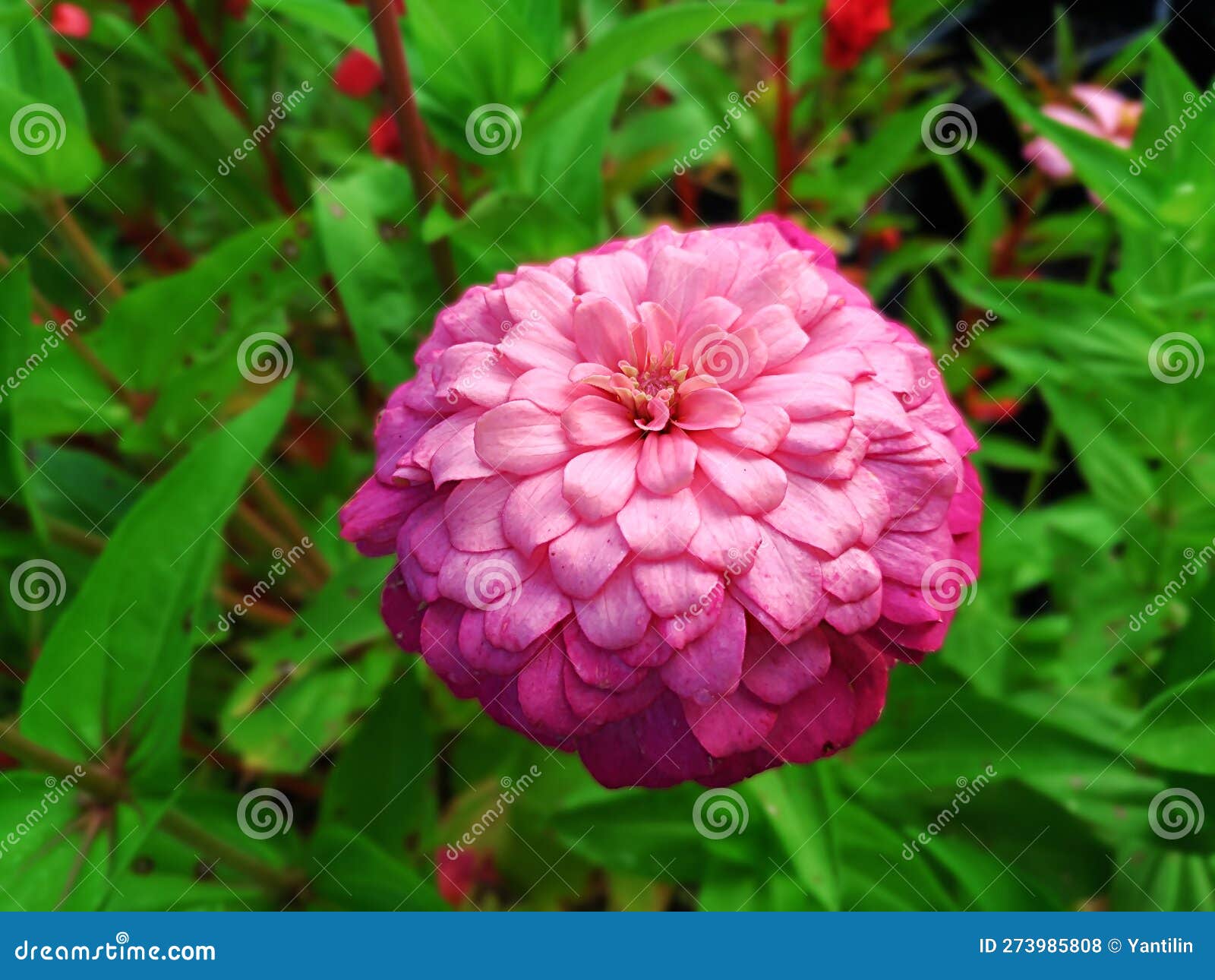 Fully Double Pink Zinnia Elegans Flower Stock Photo - Image of color ...