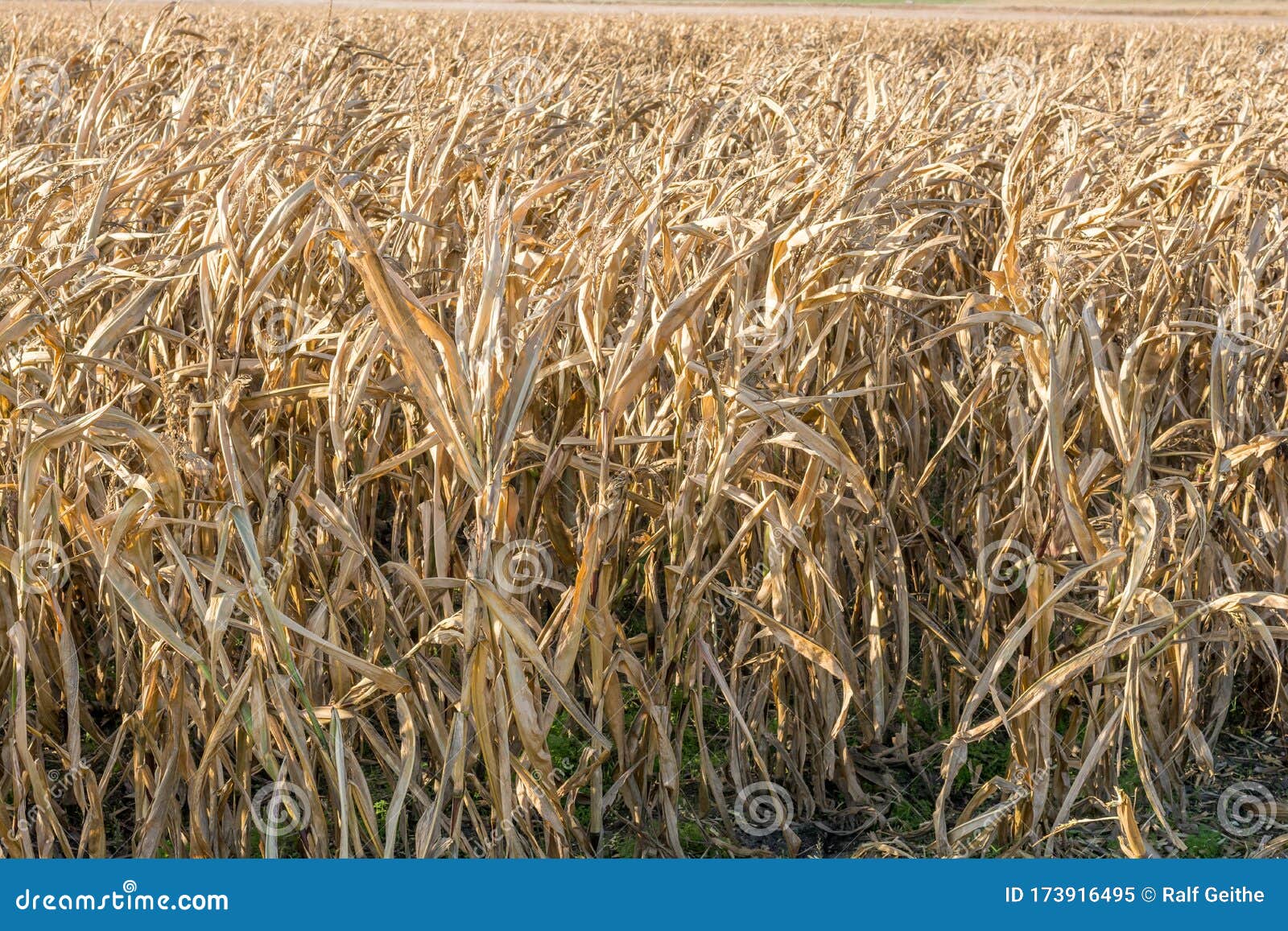 Fully Dried Corn Plants after a Long-lasting Drought Stock Image ...