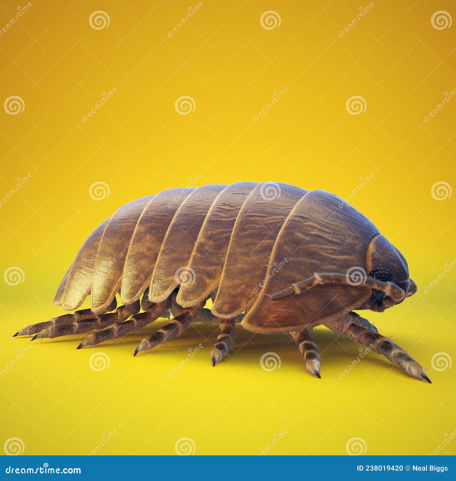 Fully Extended Roly Poly Isopod on Yellow Orange Background Stock ...