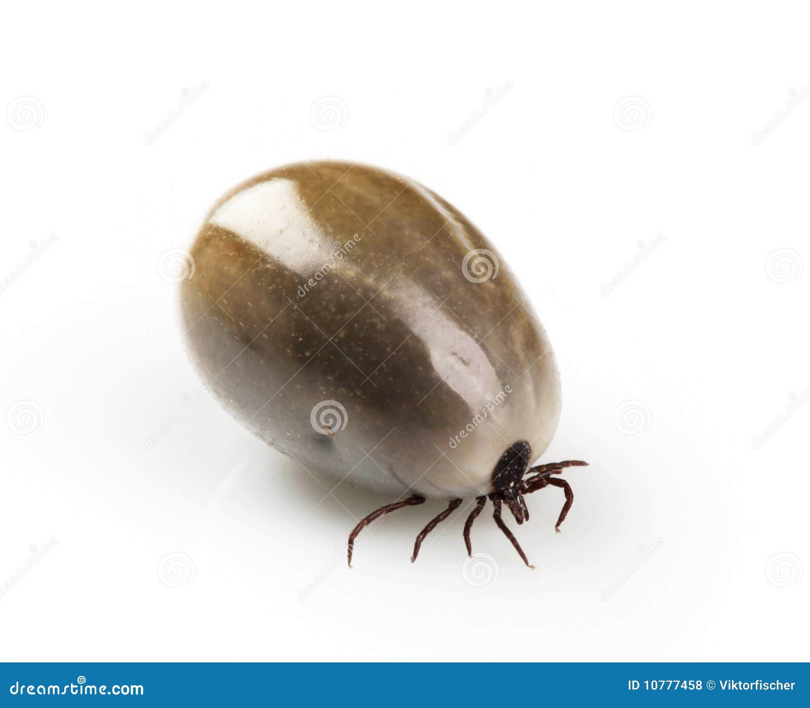Fully Fed Blood-sucking Tick Stock Photo - Image of arachnid, space ...