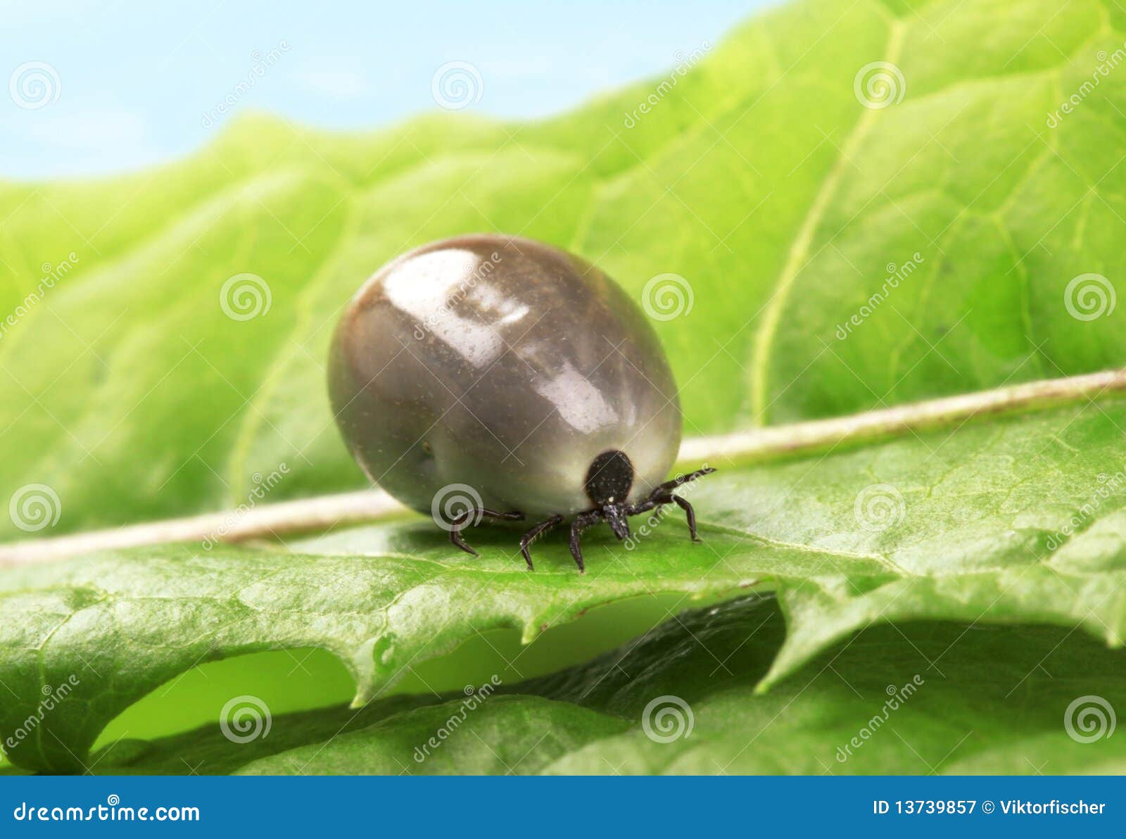 Fully Fed Blood-sucking Tick Stock Image - Image of dangerous, disease ...