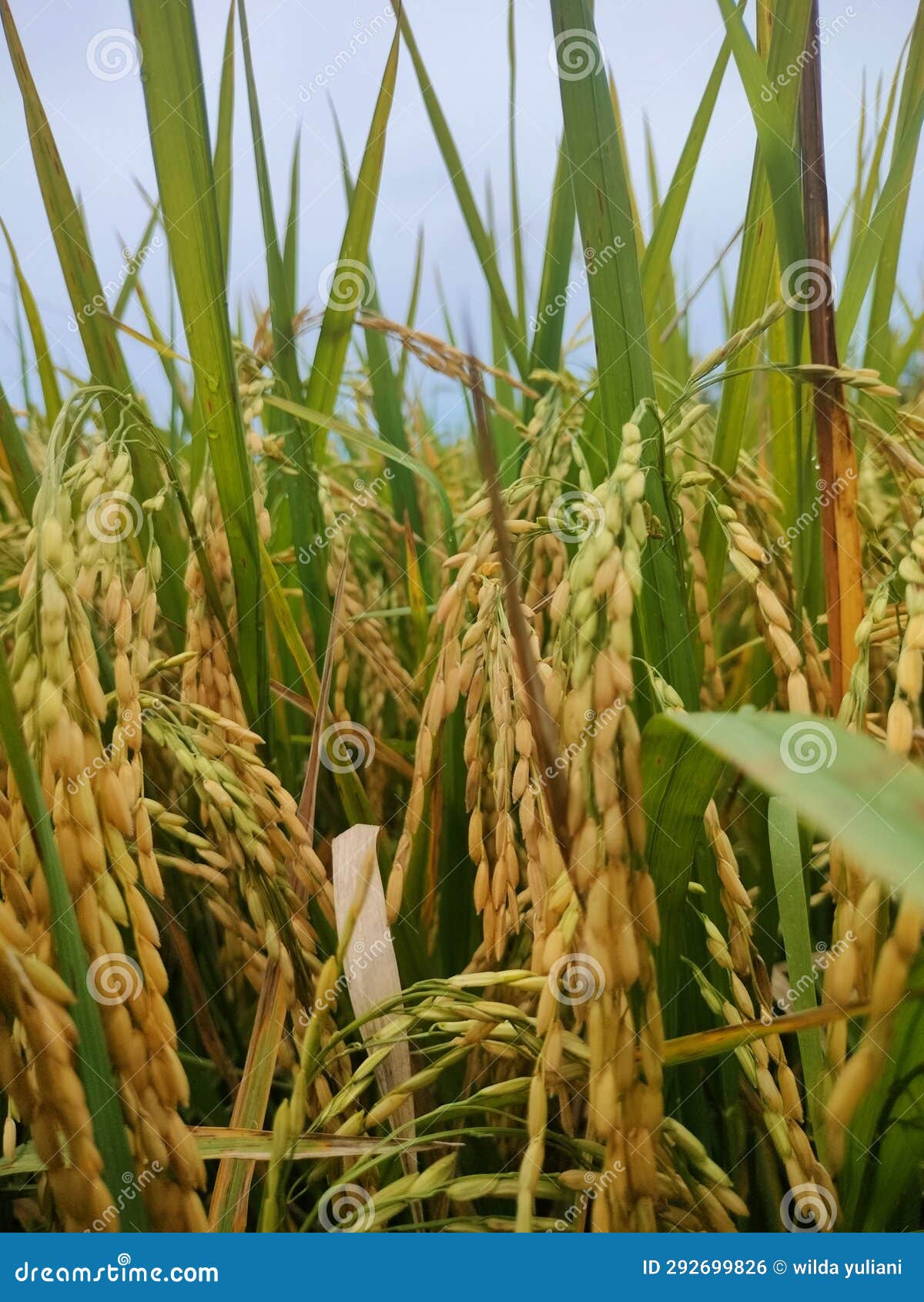 Fully Filled Paddy Ready for Harvesting Stock Photo - Image of ...