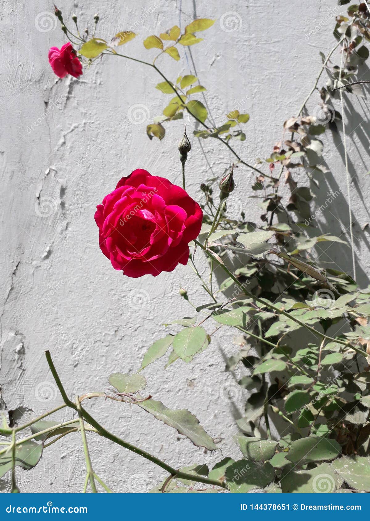 Fully Grown Beautiful Pink Rose Stock Image - Image of rose, grown ...