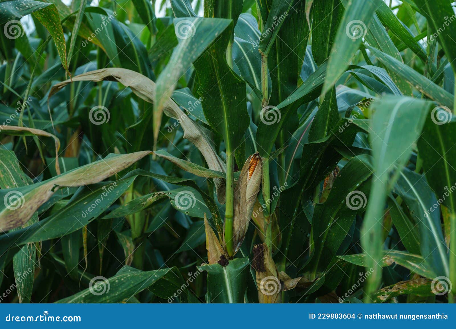 Fully Grown Corn Ready To Be Harvested Stock Photo - Image of ...