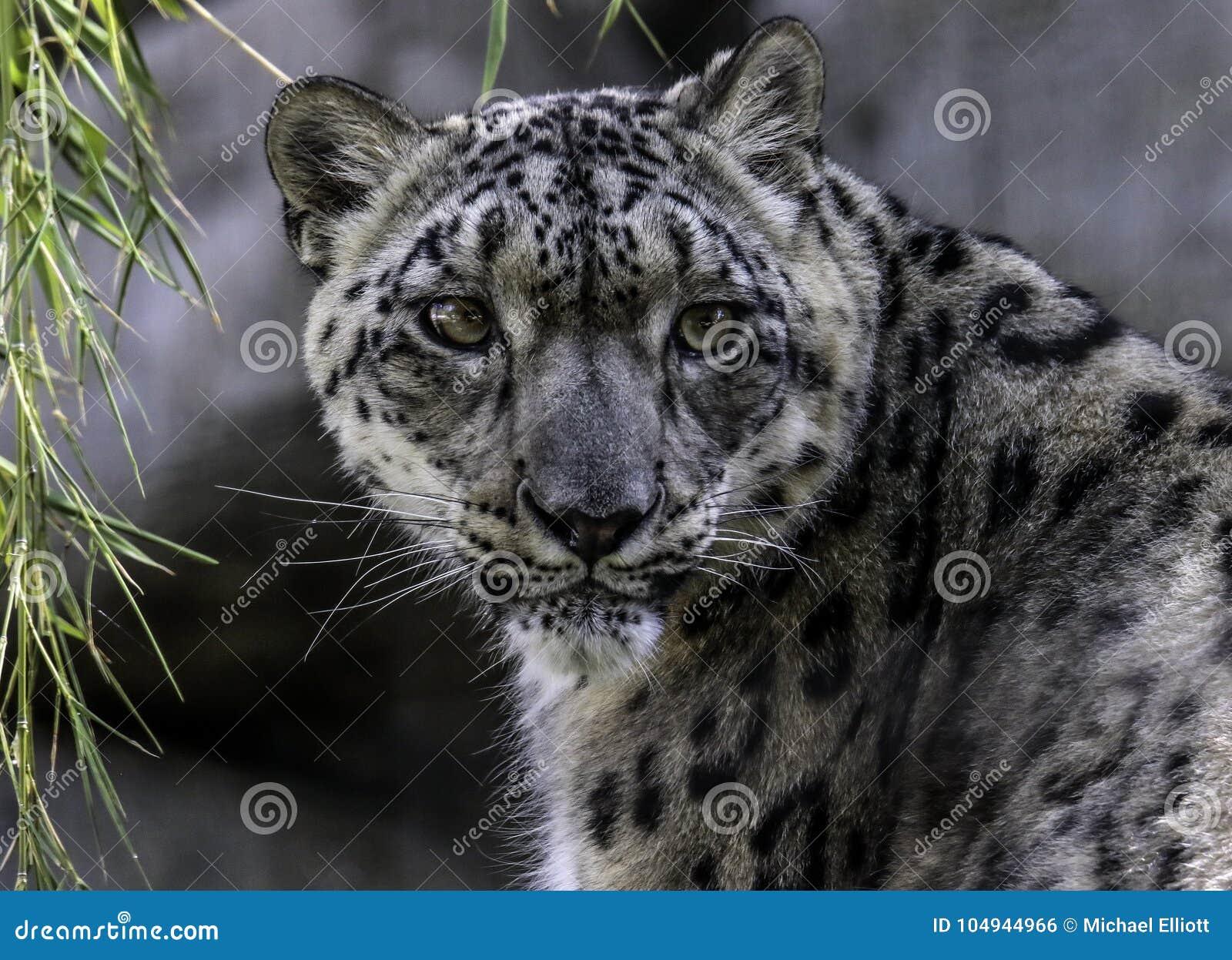 Snow Leopard Face stock photo. Image of nose, mammal - 104944966