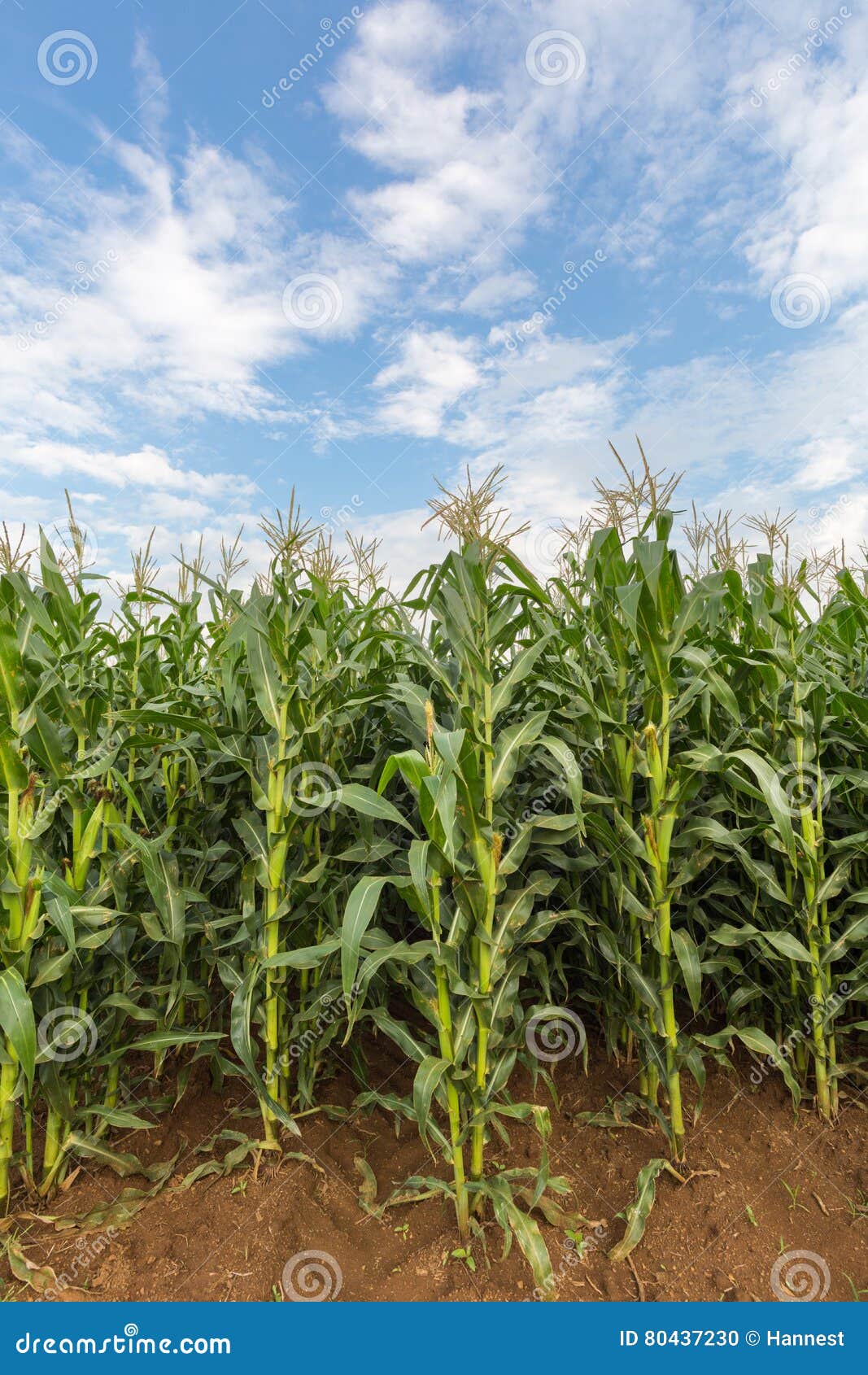 Fully grown maize stock photo. Image of fully, growth - 80437230