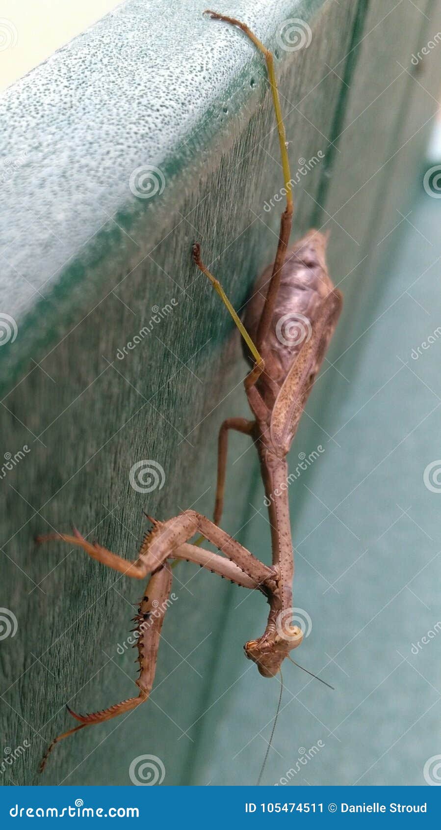 Praying mantis stock image. Image of mantis, grown, praying - 105474511