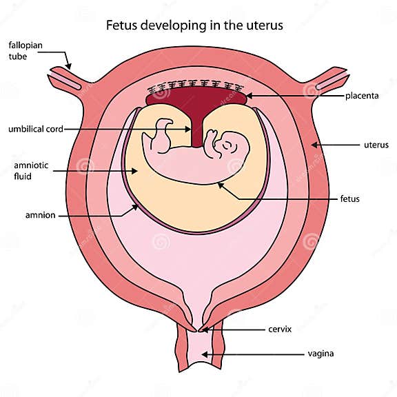 Fully Labeled Diagram of Fetus Developing in the Uterus Stock Vector ...