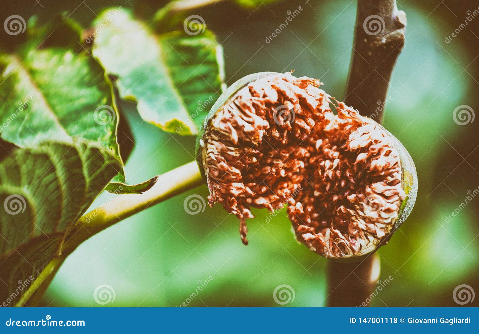 Fully Open Cracked Ripe Fig Attached To Fig Tree Stock Photo - Image of ...