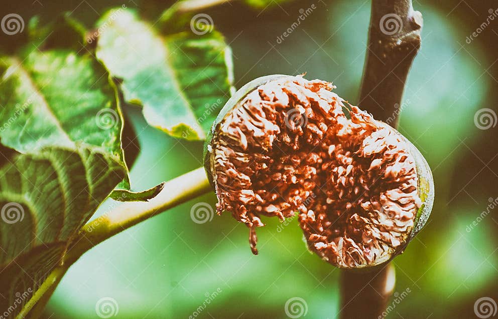 Fully Open Cracked Ripe Fig Attached To Fig Tree Stock Photo - Image of ...