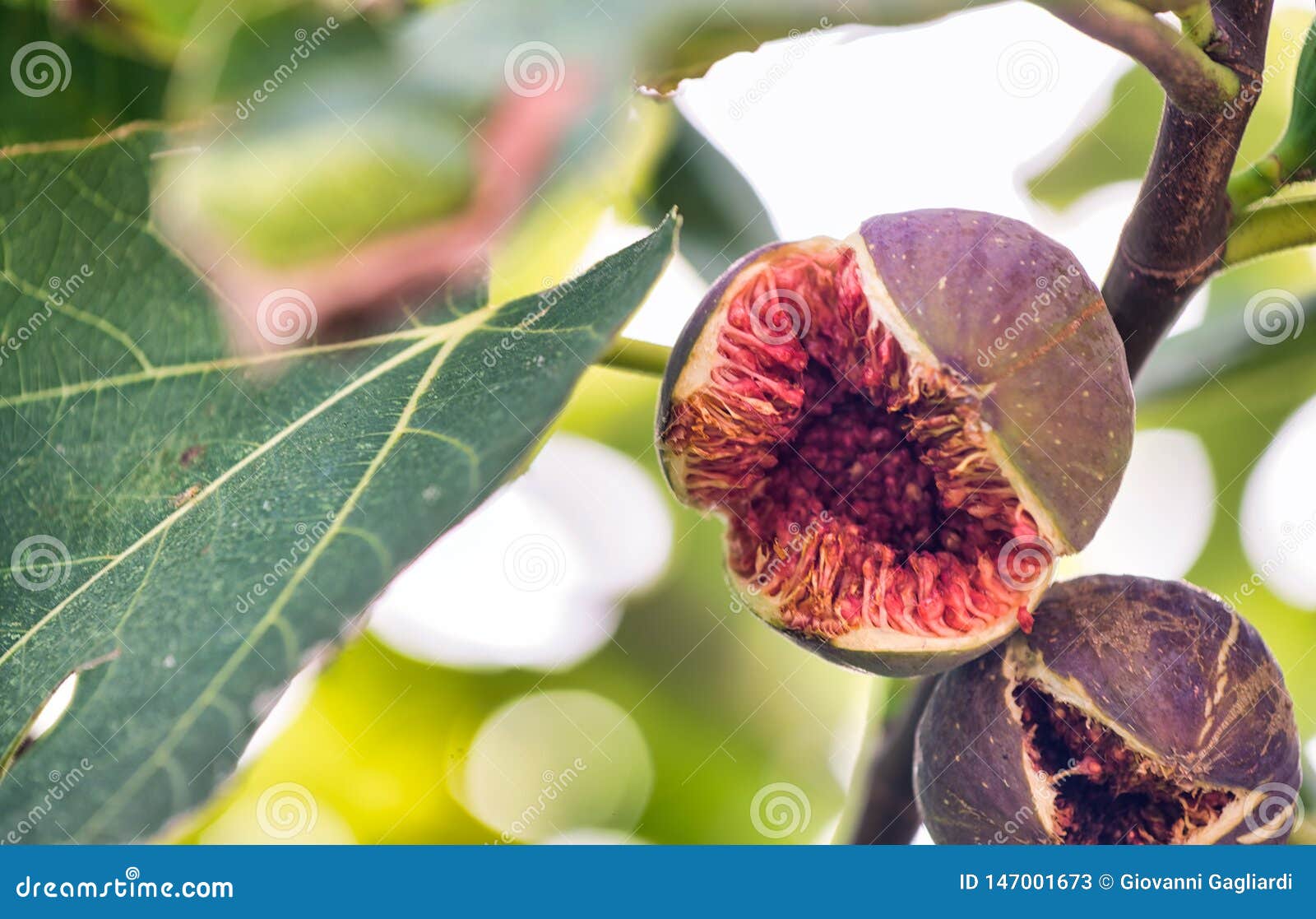 Fully Open Cracked Ripe Fig Attached To Fig Tree Stock Image - Image of ...