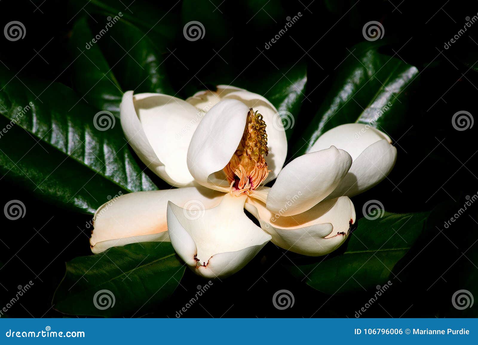Fully Open Magnolia Tree Flower Stock Photo - Image of bloom, open ...