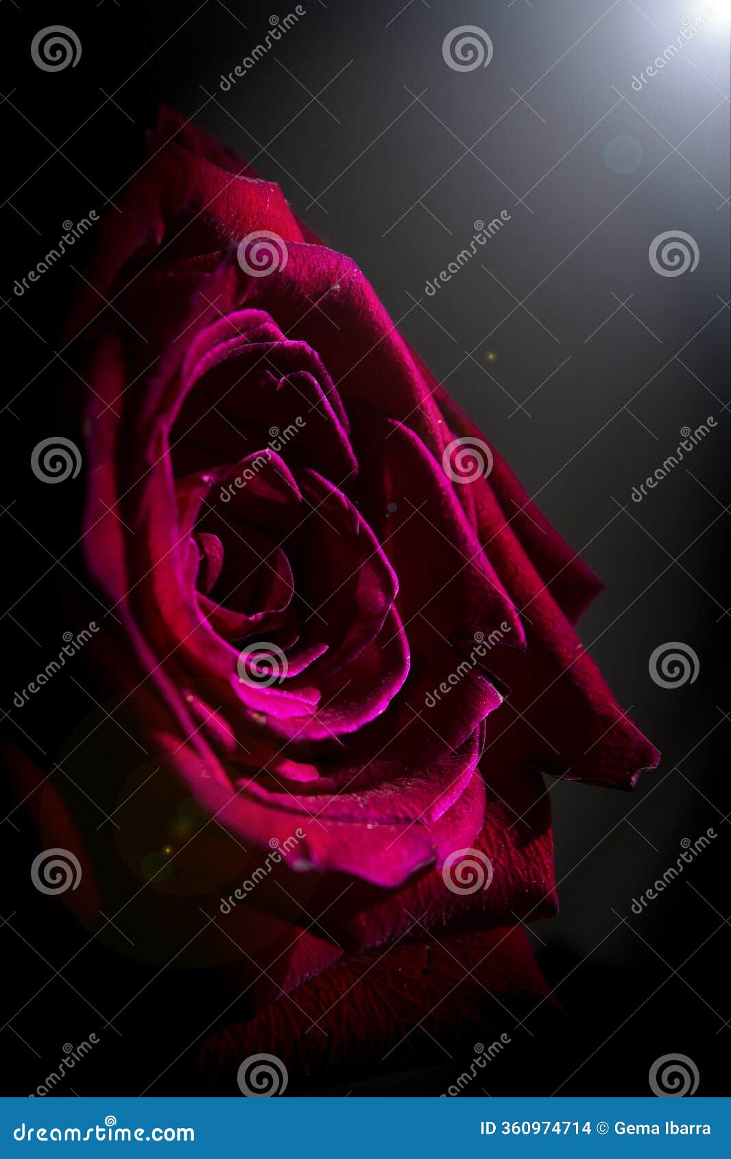 Fully Open Red Rose on Black Background Stock Photo - Image of ...