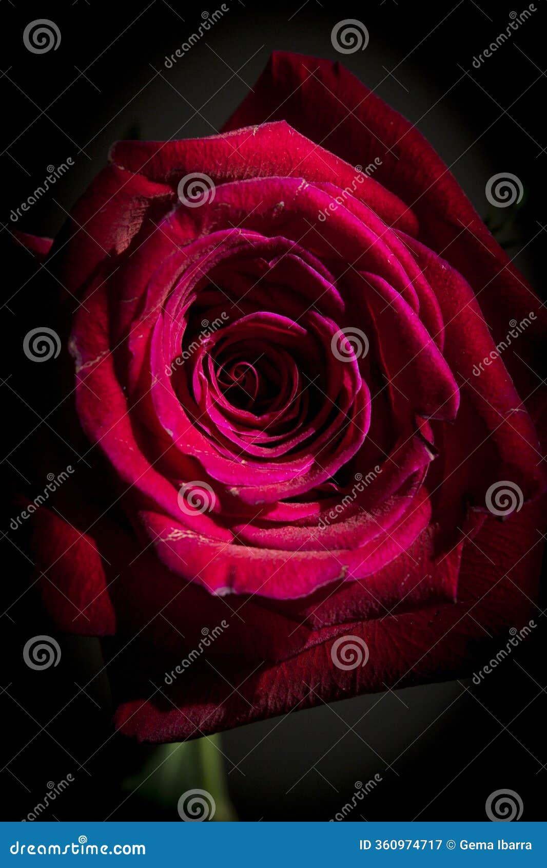 Fully Open Red Rose on Black Background Stock Image - Image of romance ...