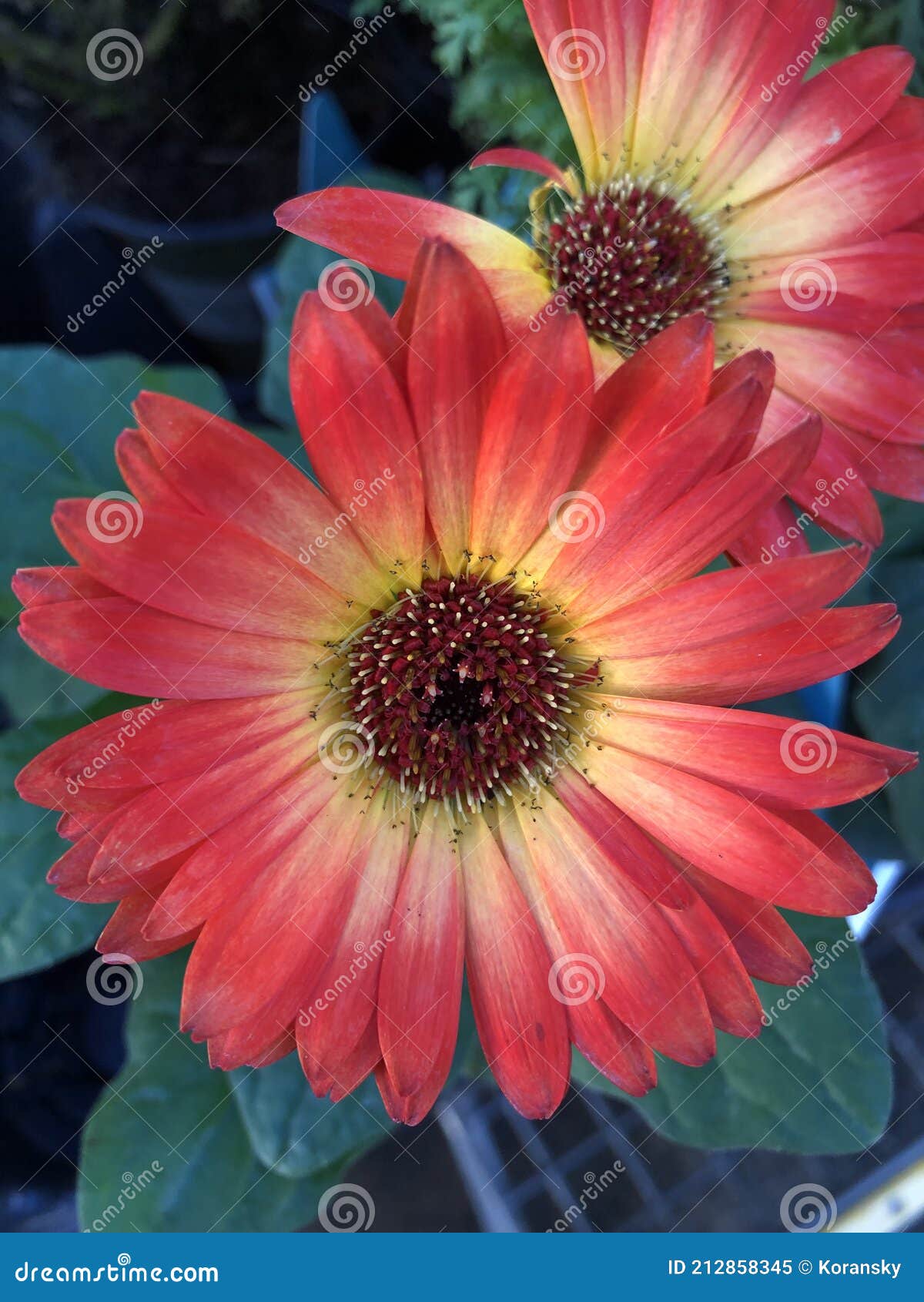Bright Red and Yellow Gerbera Daisy in Bloom Stock Image - Image of ...